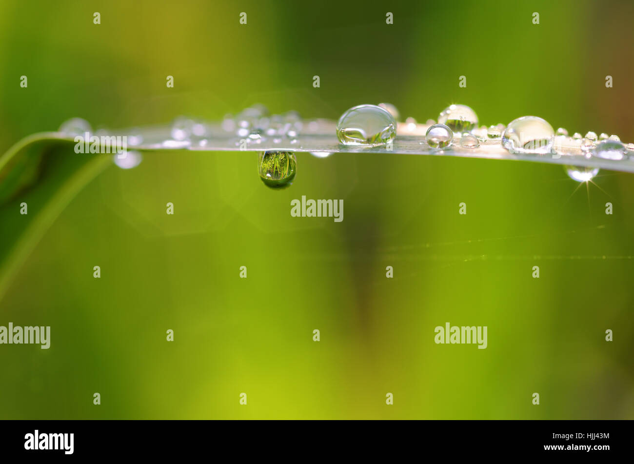 Gout leaf hi-res stock photography and images - Alamy