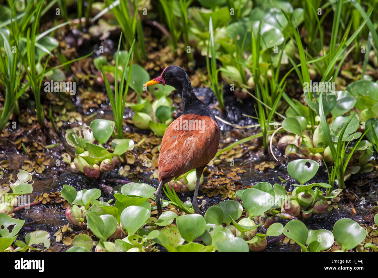 Wattled jacana frequenting wetland area in Brazil Stock Photo - Alamy