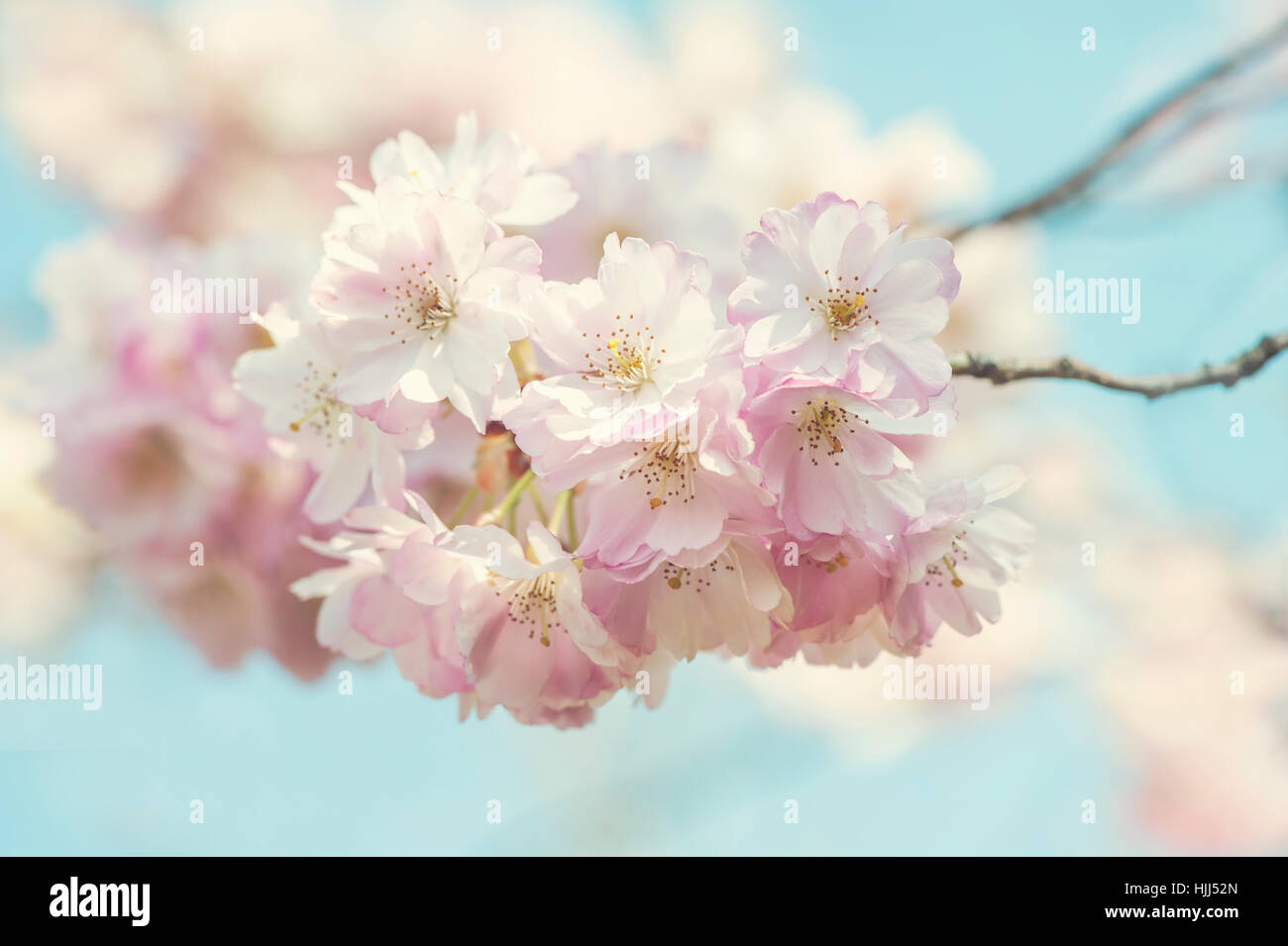 Close-up of the beautiful soft-pink spring blossom flowers of the ...