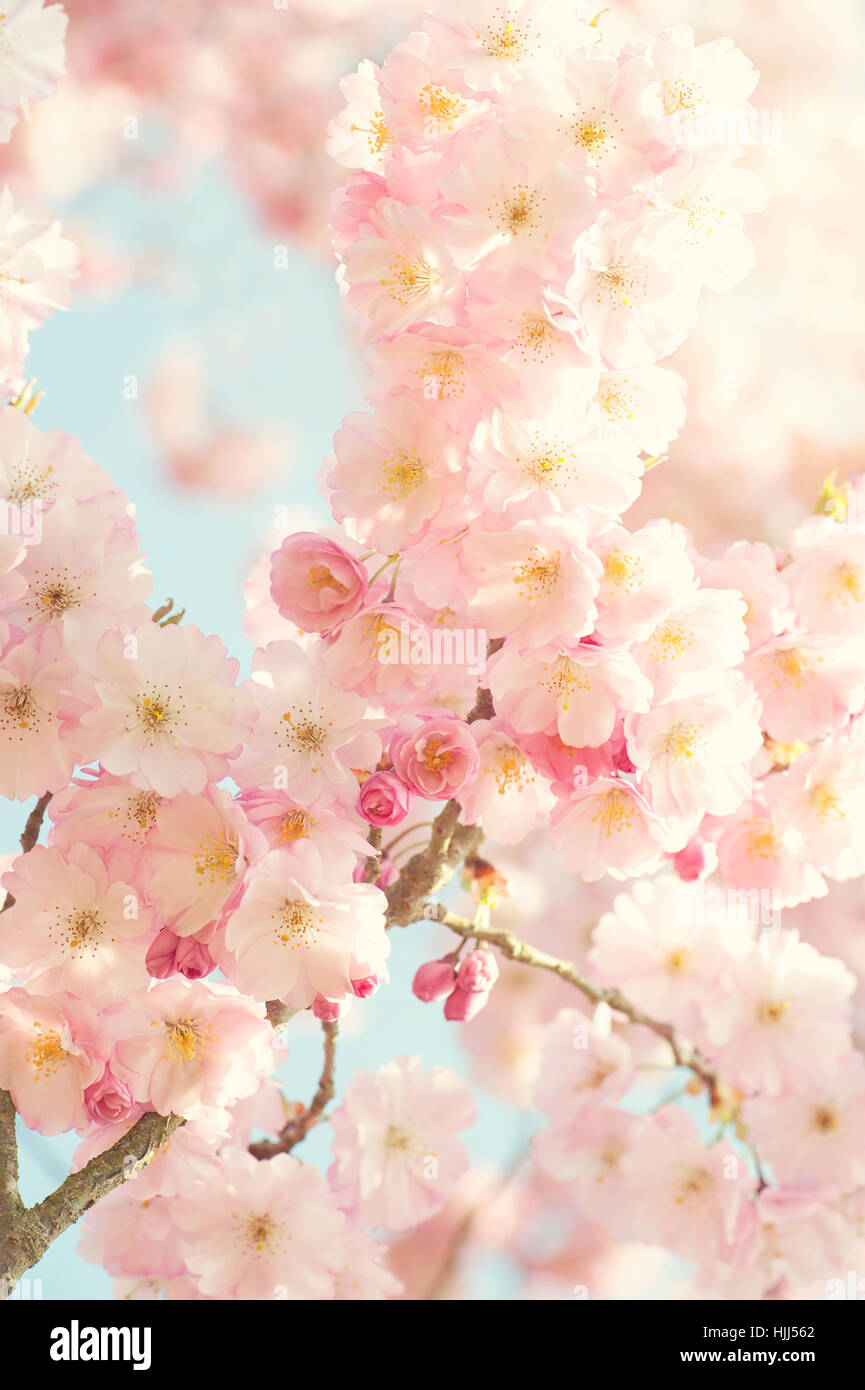 Close-up of the beautiful soft-pink spring blossom flowers of the ...