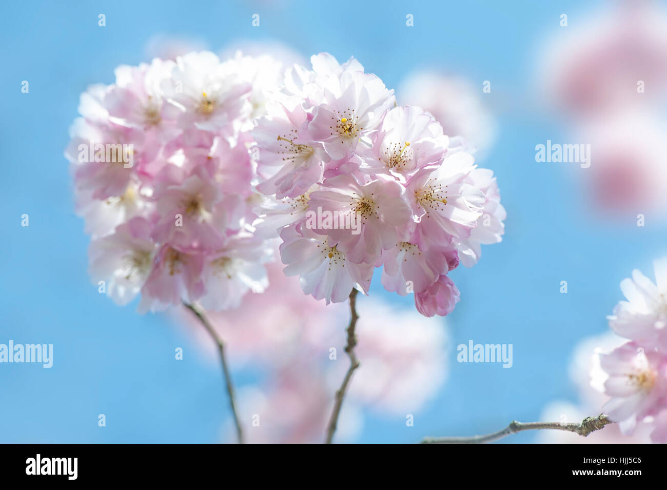 Close-up of the beautiful soft-pink spring blossom flowers of the ...