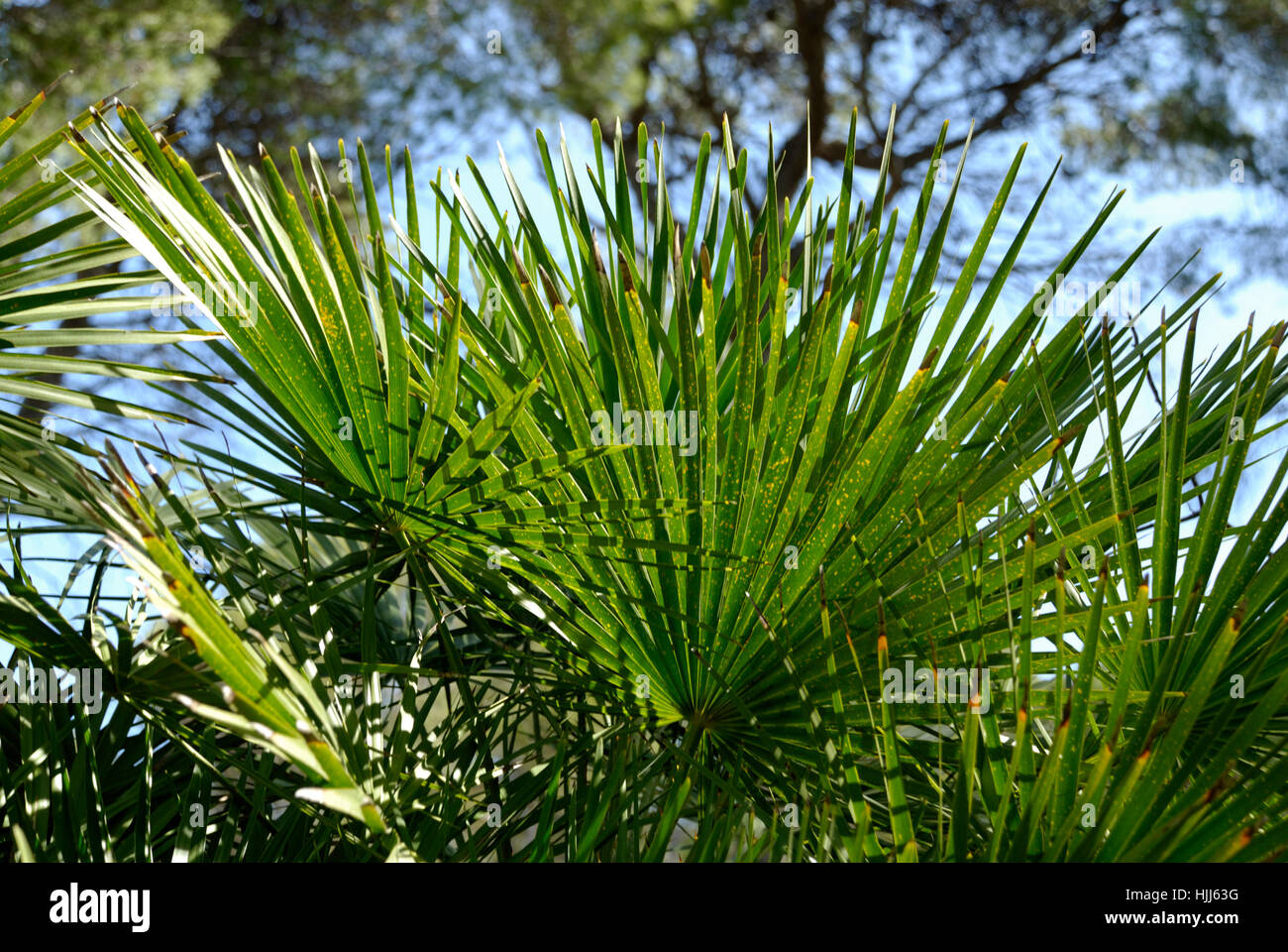 mallorca, palms, palmtrees, plant, green, shine, shines, bright, lucent ...