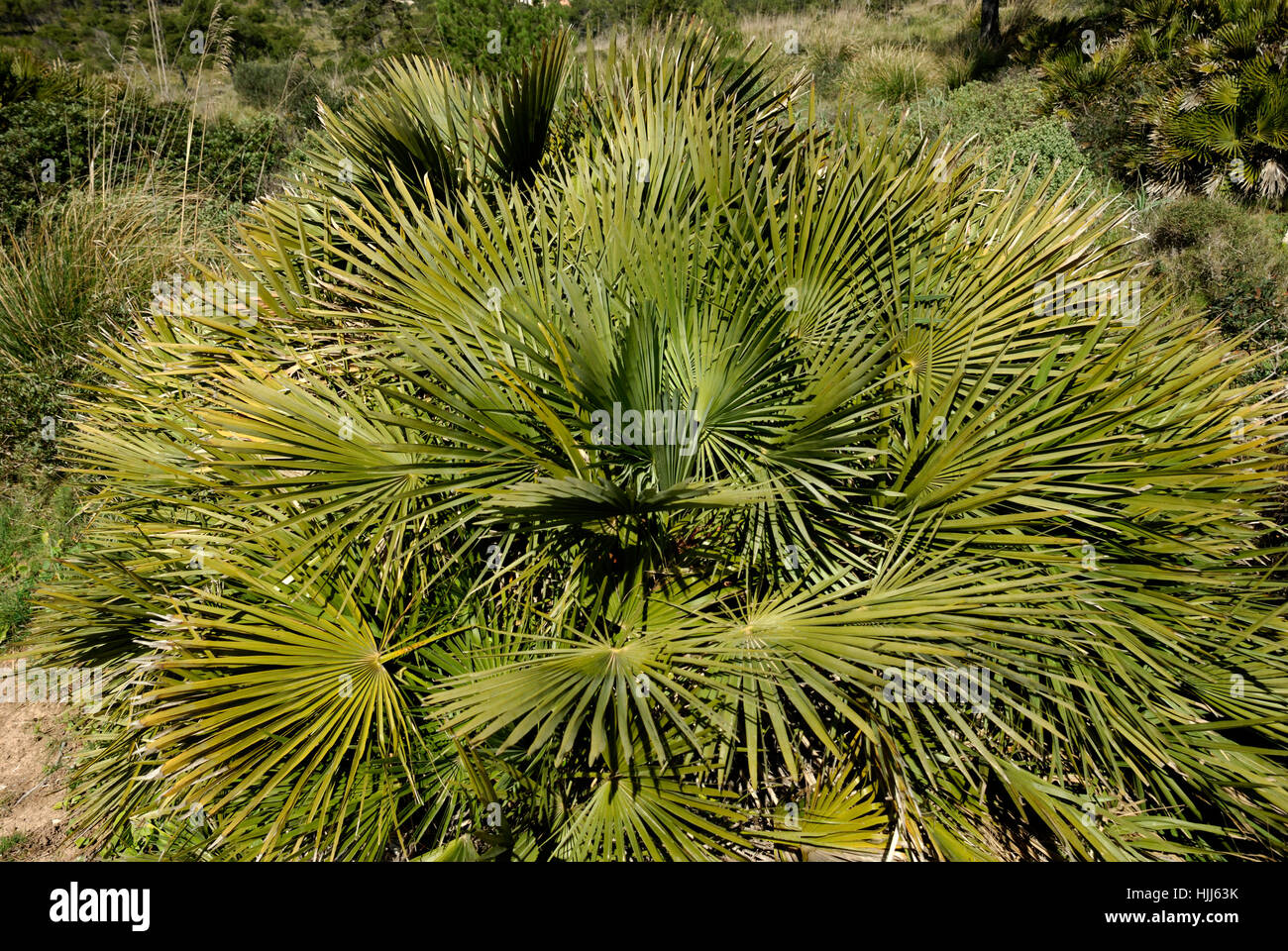mallorca, palms, palmtrees, plant, green, shine, shines, bright, lucent ...