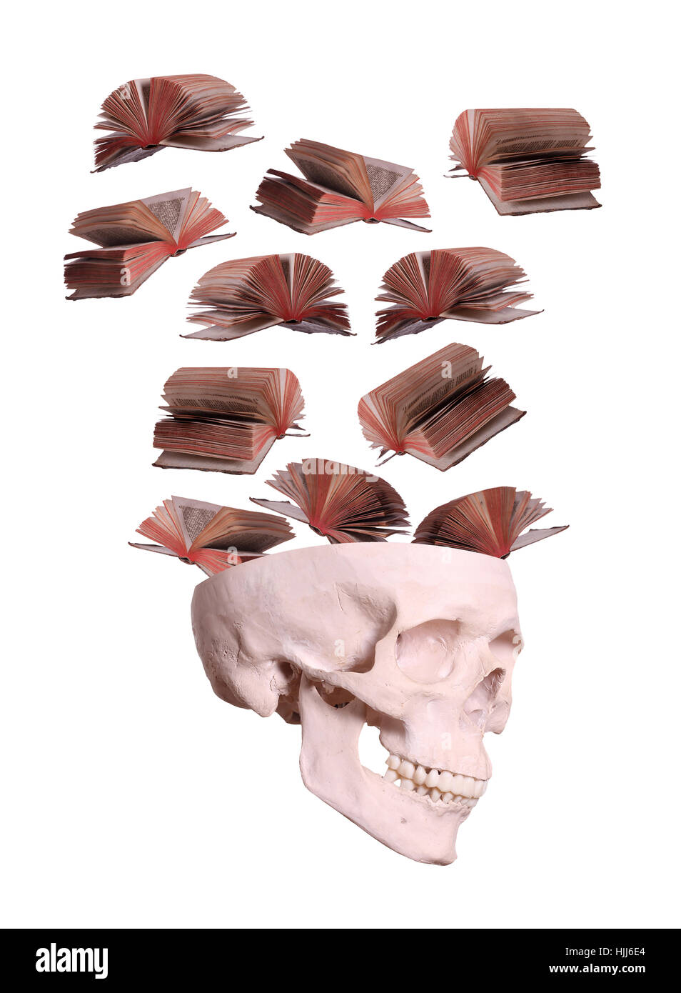 study, object, education, isolated, medicinally, medical, death, model ...