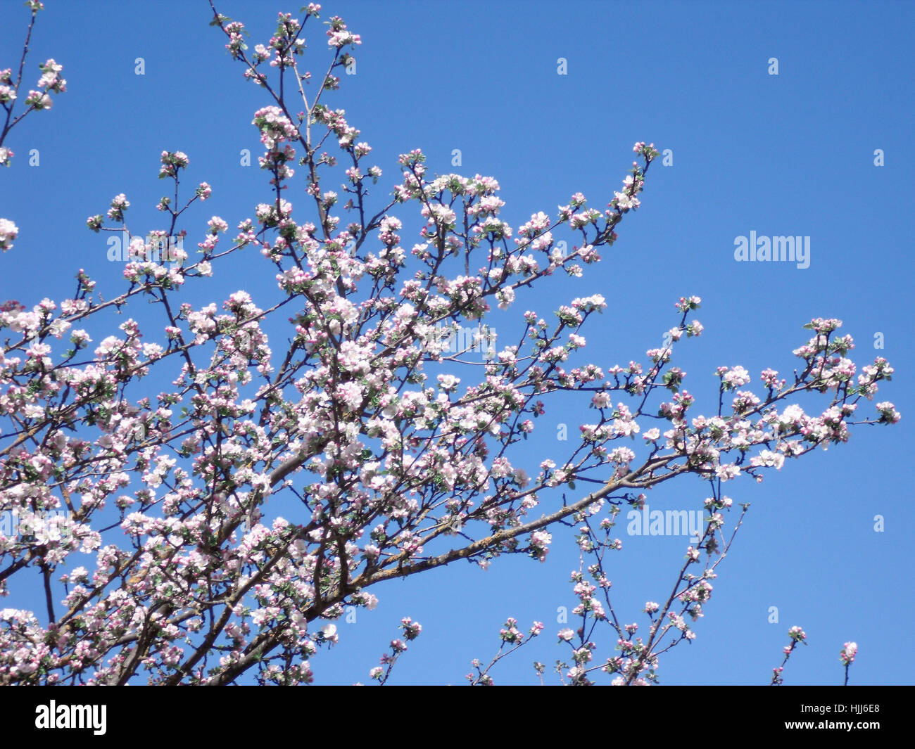 copy, fruit-tree, superimpose, backdrop, background, blue, tree ...