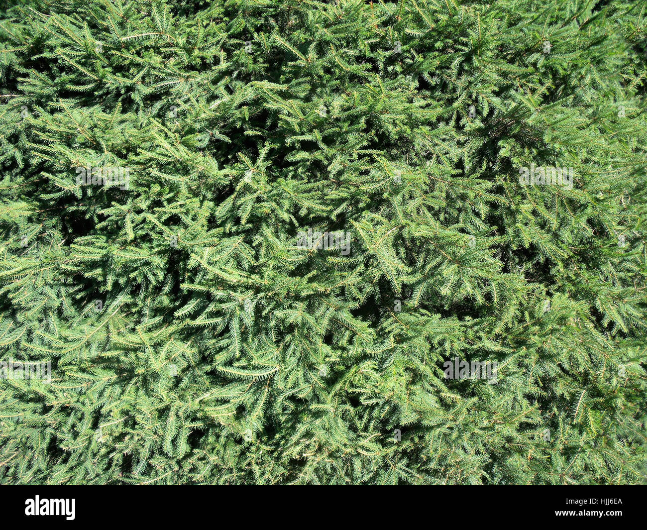 bush, hedge, wallpaper, conifer, design, shaping, formation, shape ...