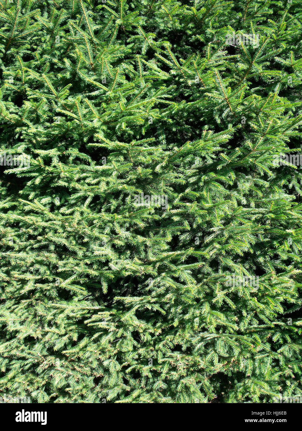 bush, hedge, wallpaper, conifer, design, shaping, formation, shape ...