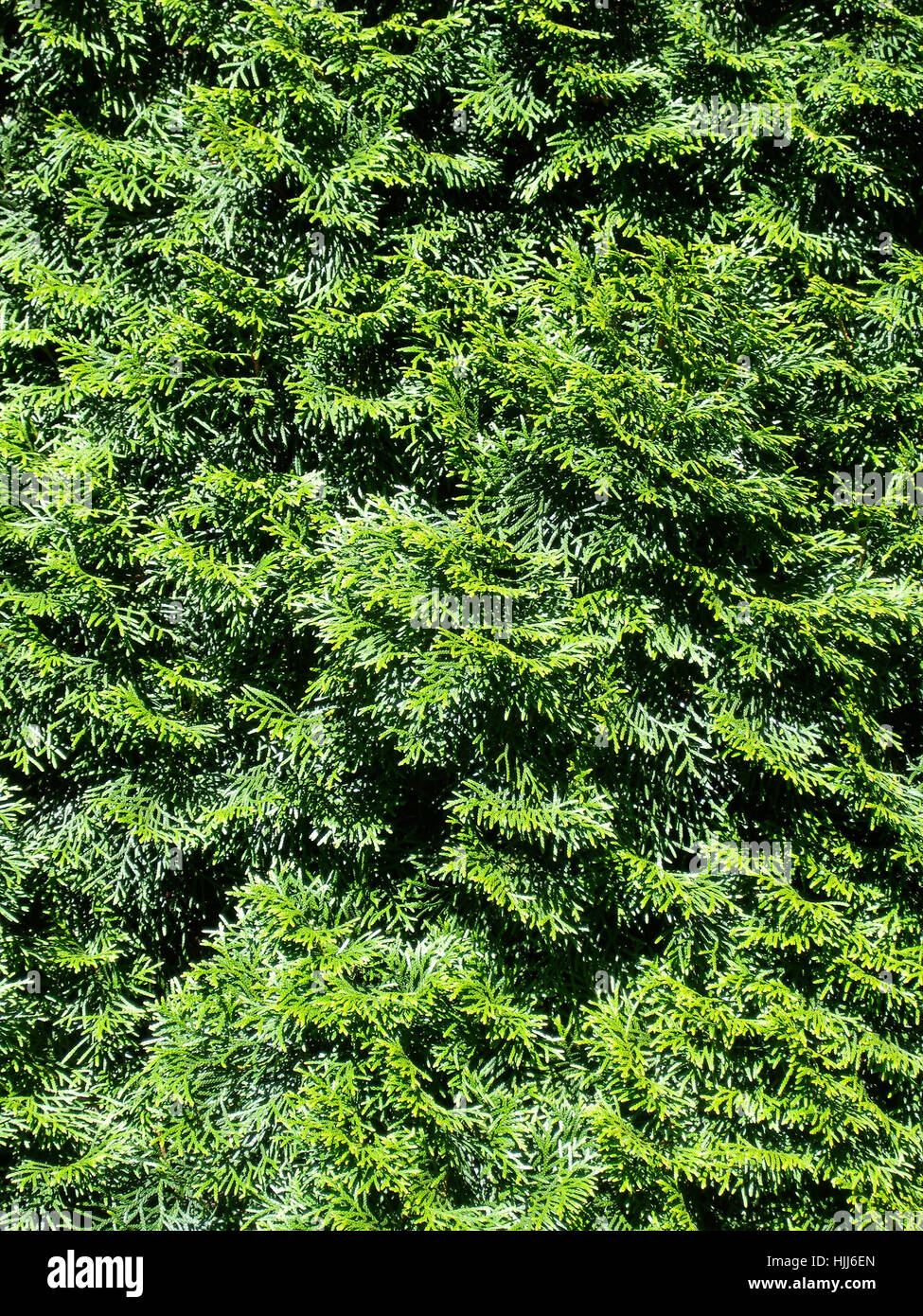 bush, hedge, wallpaper, conifer, design, shaping, formation, shape ...