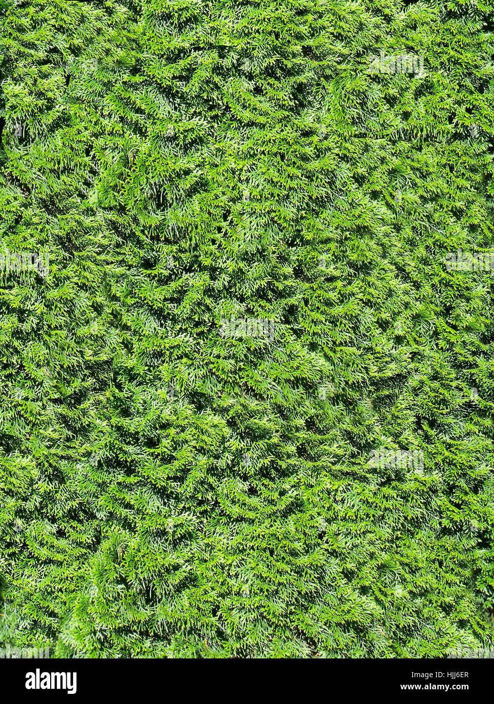 structure of a conifer hedge Stock Photo - Alamy