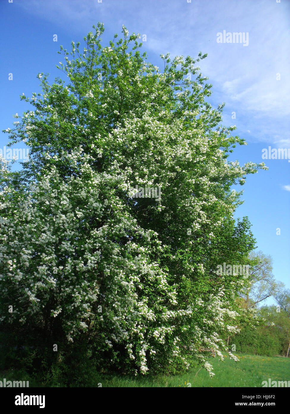 deciduous tree, shrub, meadow, blue, leaf, tree, deciduous tree, blank ...