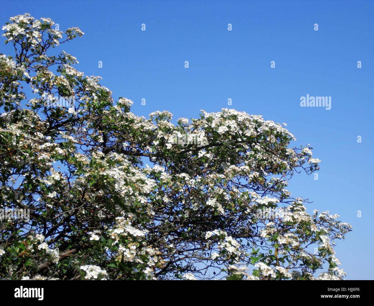 Branches hawthorn hi-res stock photography and images - Alamy