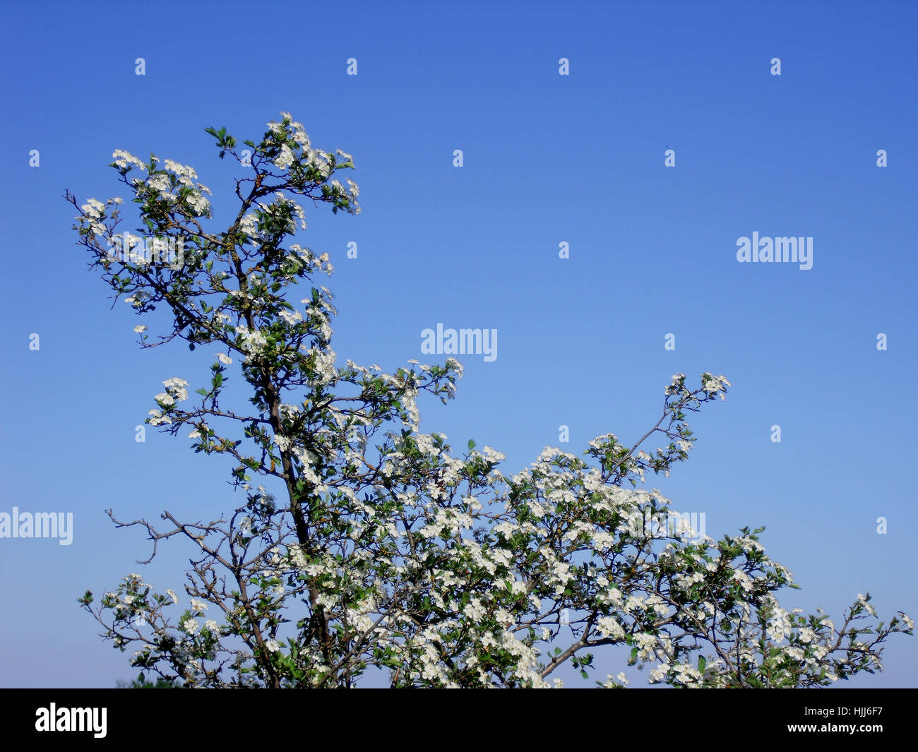 photo composition, copy, insert, whitethorn, place, superimpose, blue ...