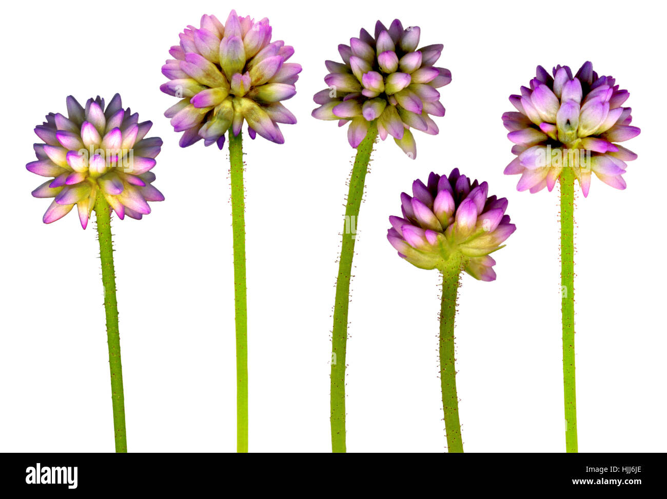 flower, plant, flowers, decoration, design, shaping, formation, shape ...