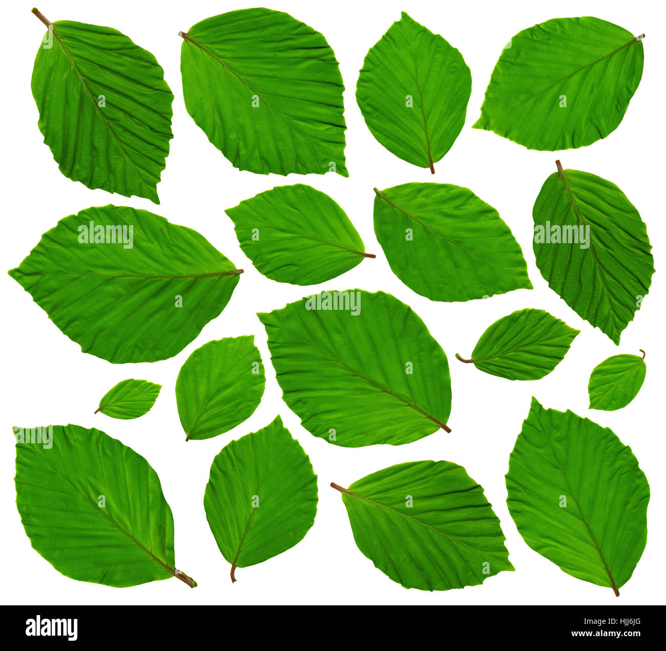 book, leaf, beech, white beech, book, leaf, tree, plant, deciduous tree ...