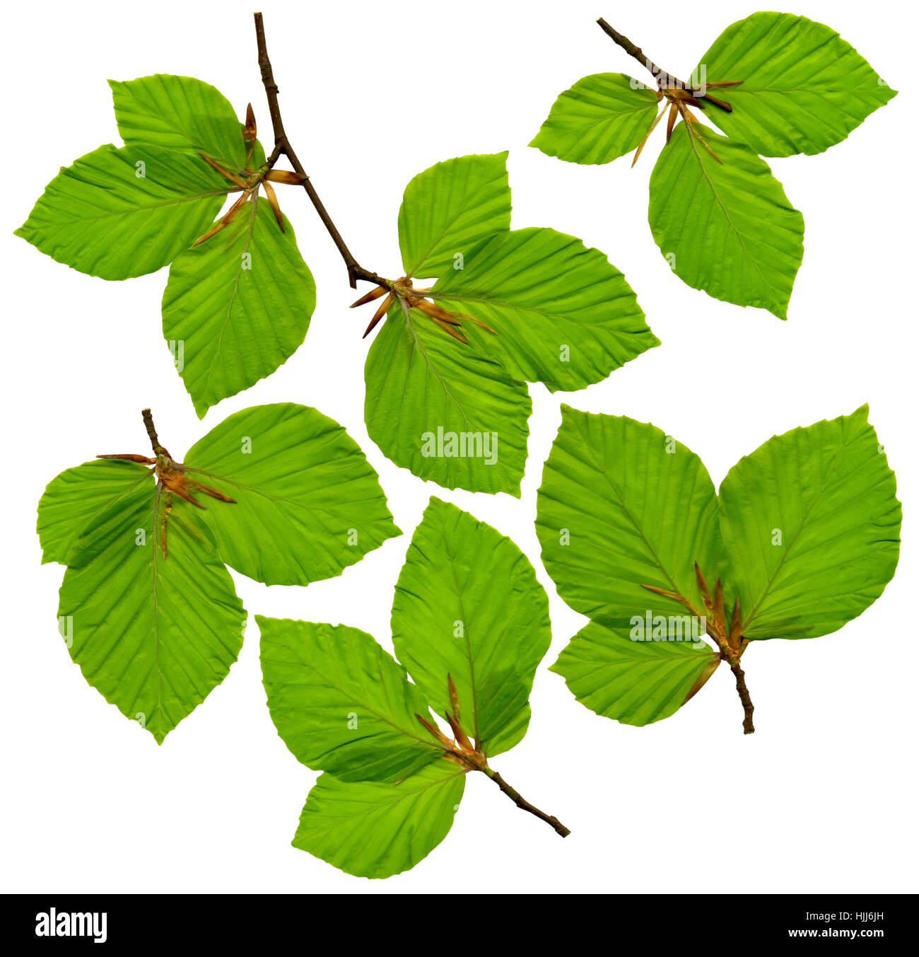 book, branches, branch, beech, white beech, book, leaf, tree, plant ...