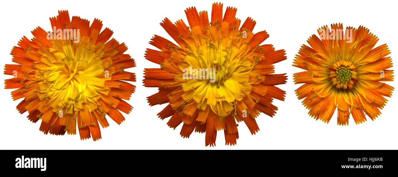 three large bl th from orange red hawkweed released on a white ...
