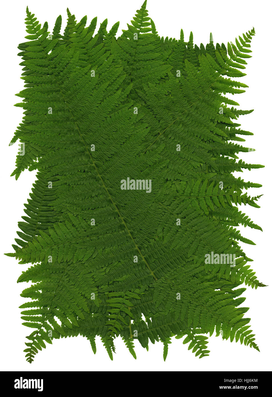 fern, design, shaping, formation, shape, model, figure, structure ...