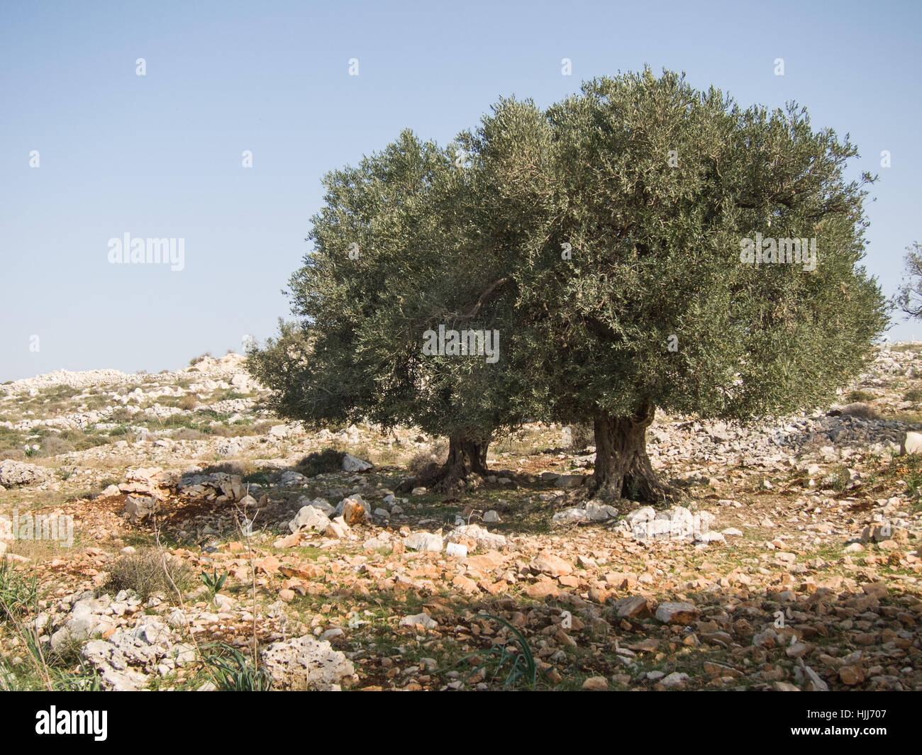 leaf, colour, tree, agriculture, farming, horizontal, cultivation ...