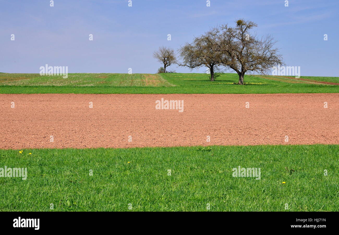 tree, trees, clump of trees, acre, path, way, meadow, tree, trees ...