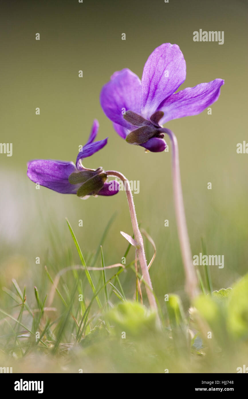 purple, violet, flavour, green, conservation of nature, violet, weed ...