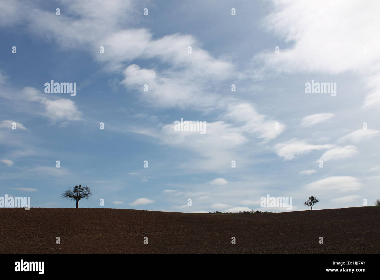 tree, field, apple tree, acre, culture landscape, fruit-tree, scenery ...