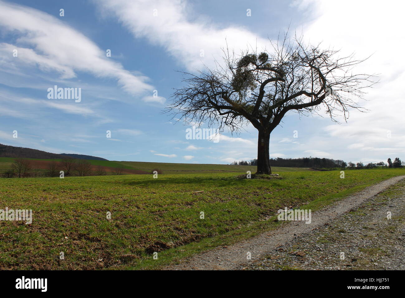 tree, apple tree, fruit-tree, april, path, way, meadow, scenery ...