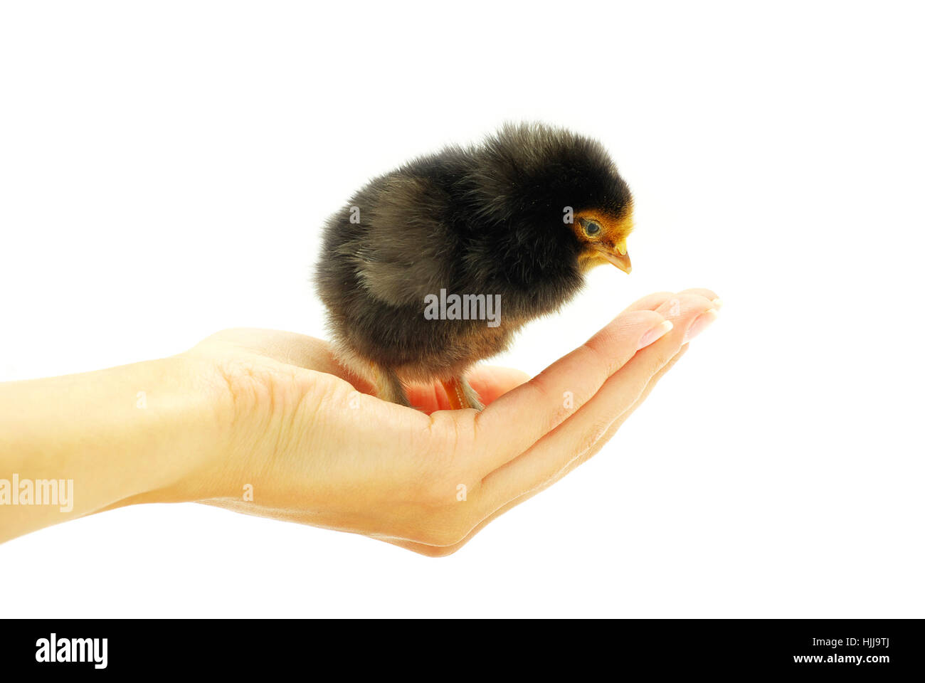 Hand hold caring for a small chicken Stock Photo - Alamy