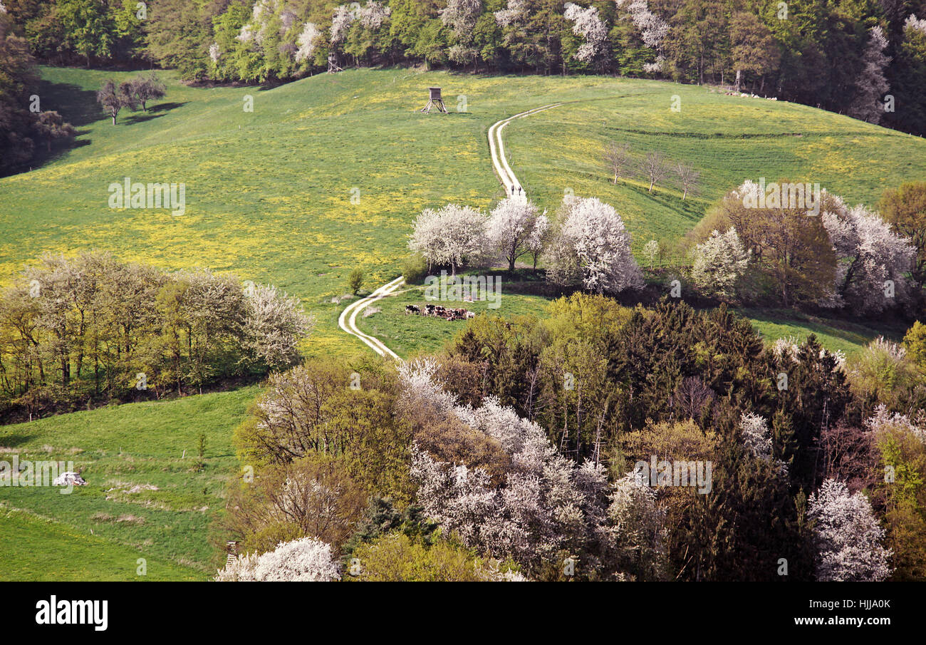 mountain road, hedge, habitat, highlands, corridor, agricultural, tree ...