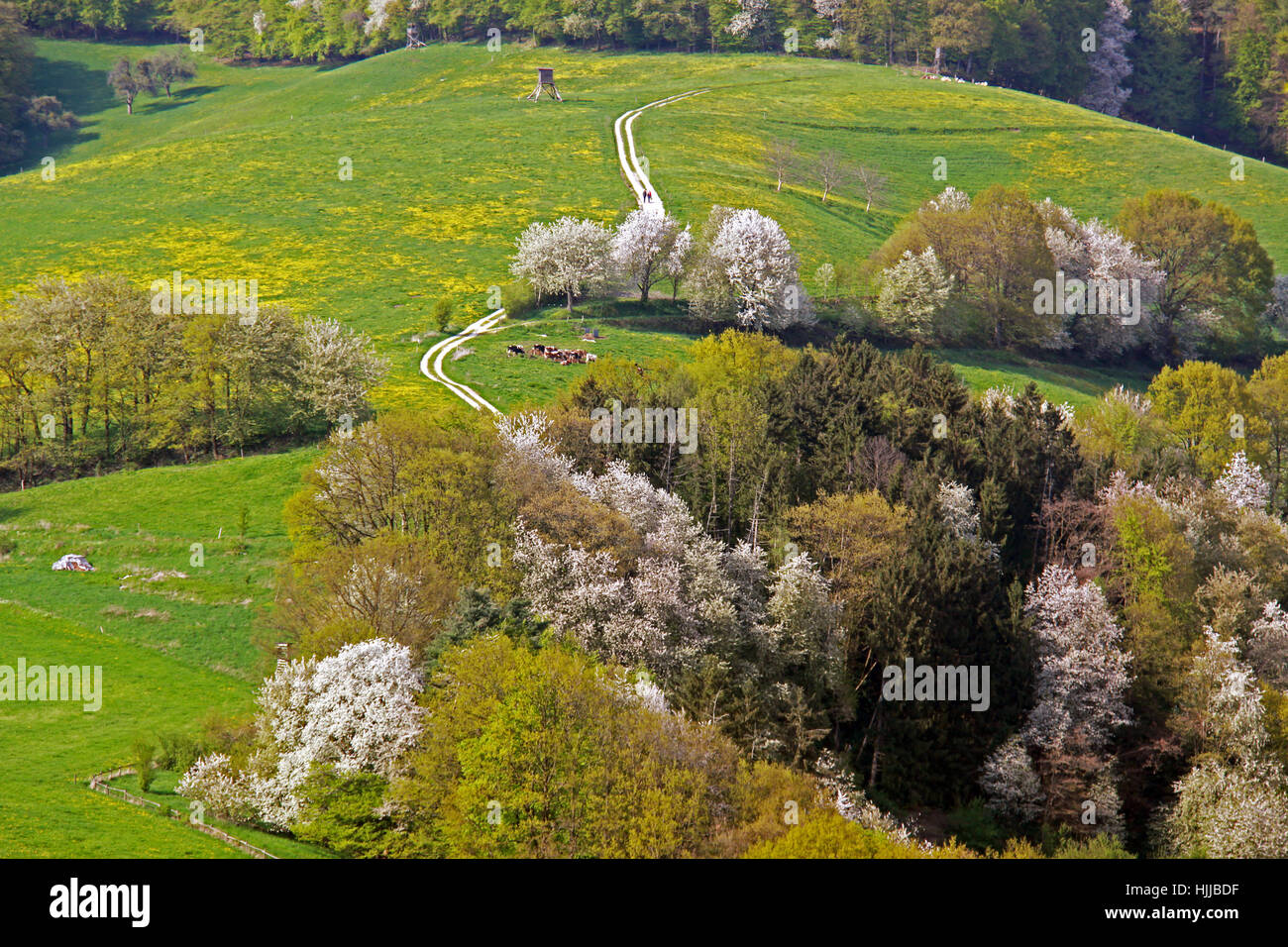 mountain road, hedge, habitat, highlands, corridor, agricultural, tree ...