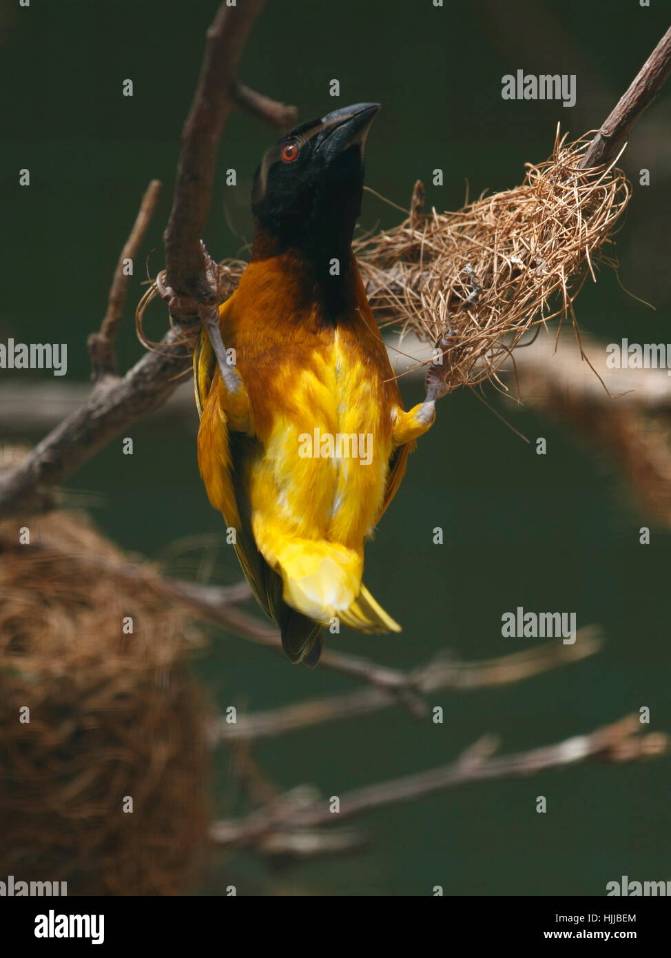 Weben nest hi-res stock photography and images - Alamy
