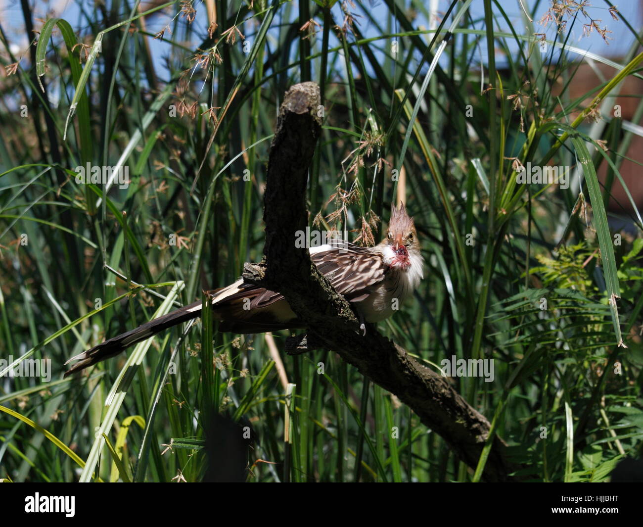 bird, conservation of nature, birds, cuckoo, environment, enviroment ...