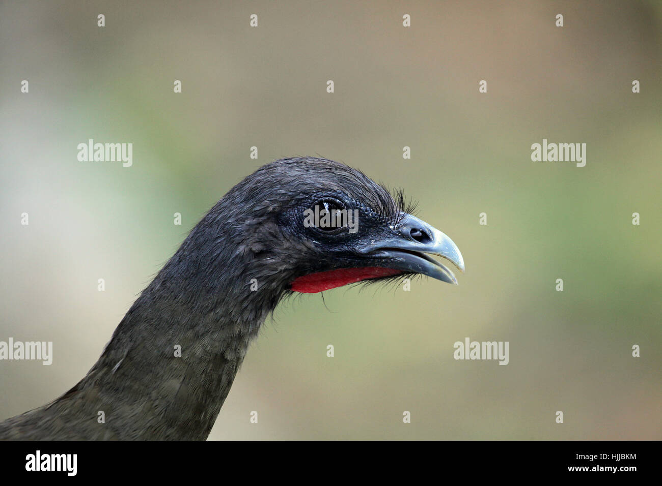 Cocrico hi-res stock photography and images - Alamy