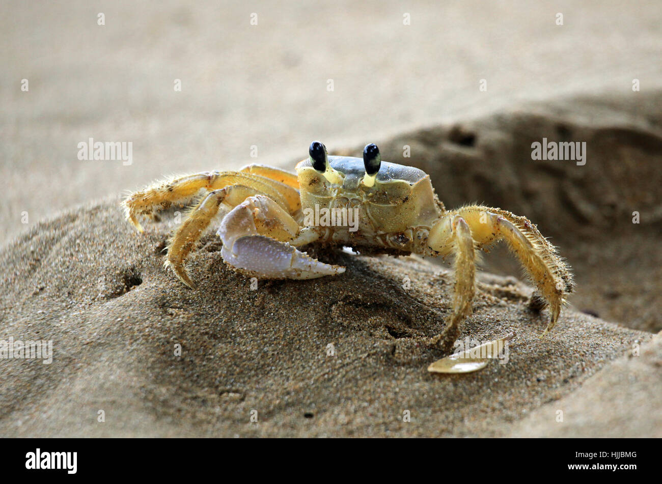 Fiddler crab caribbean hi-res stock photography and images - Alamy