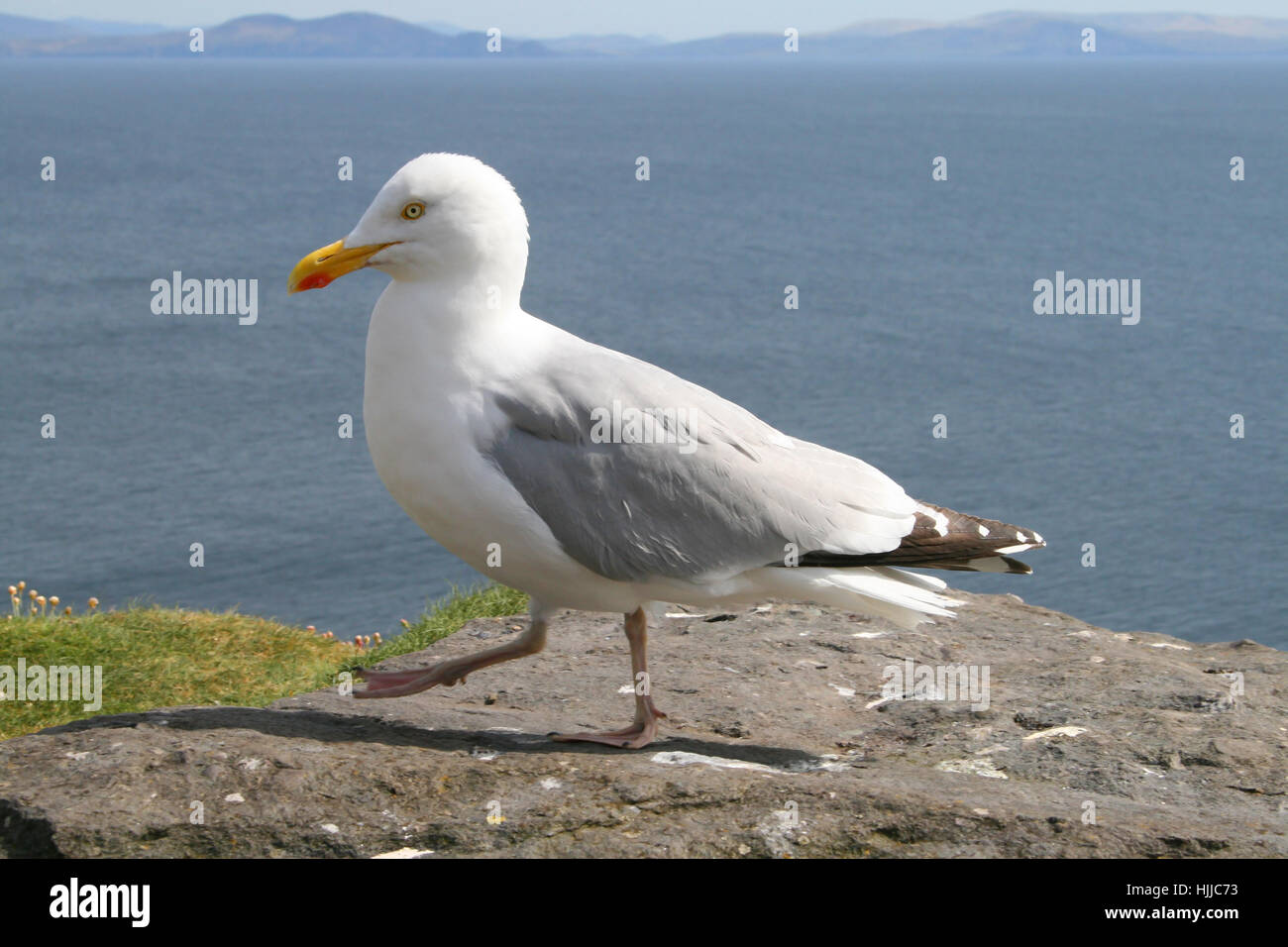 seagull on the coast Stock Photo - Alamy