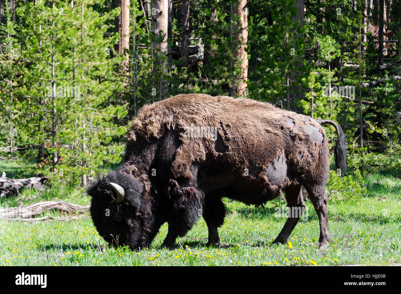 environment, enviroment, tree, trees, summer, summerly, america, bison ...