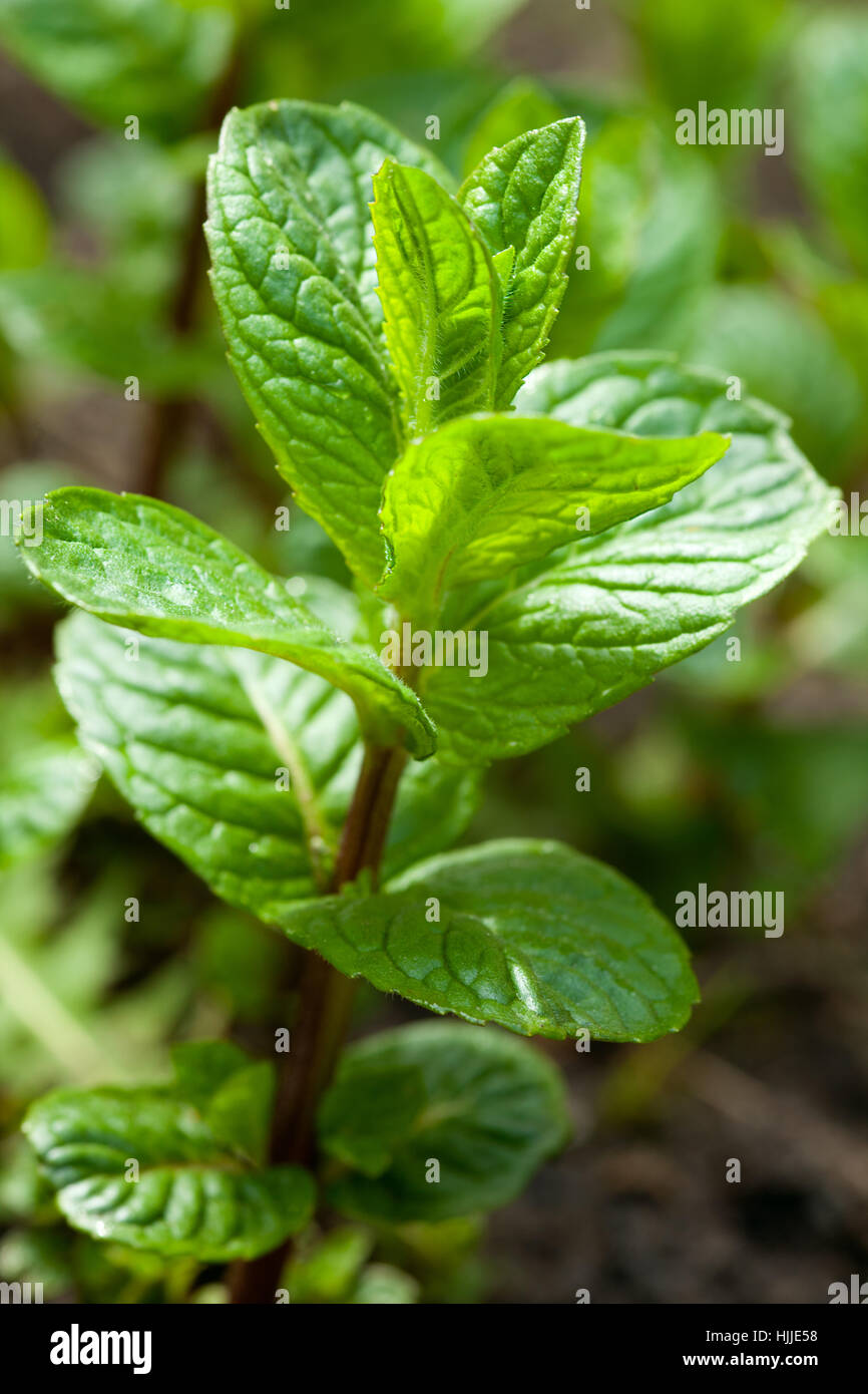 leaf, new, mint, herb, peppermint, lawn, green, fresh, natural, leaf ...