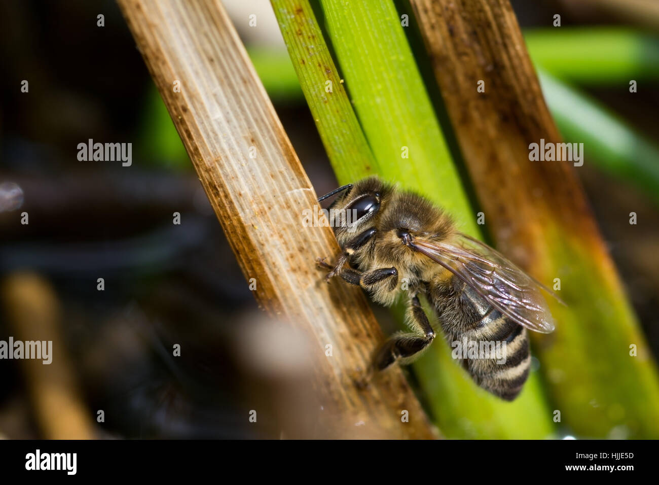insect, spring, honeybee, farm animal, useful, reed, bee, insect ...