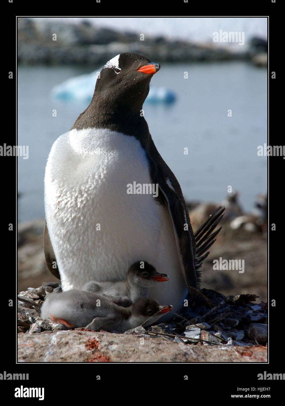 bird, antarctic, birds, penguin, eselspinguin, pygoscelis papua Stock ...