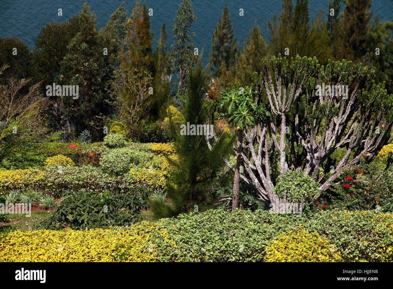 blue, beautiful, beauteously, nice, tree, trees, garden, landscape ...