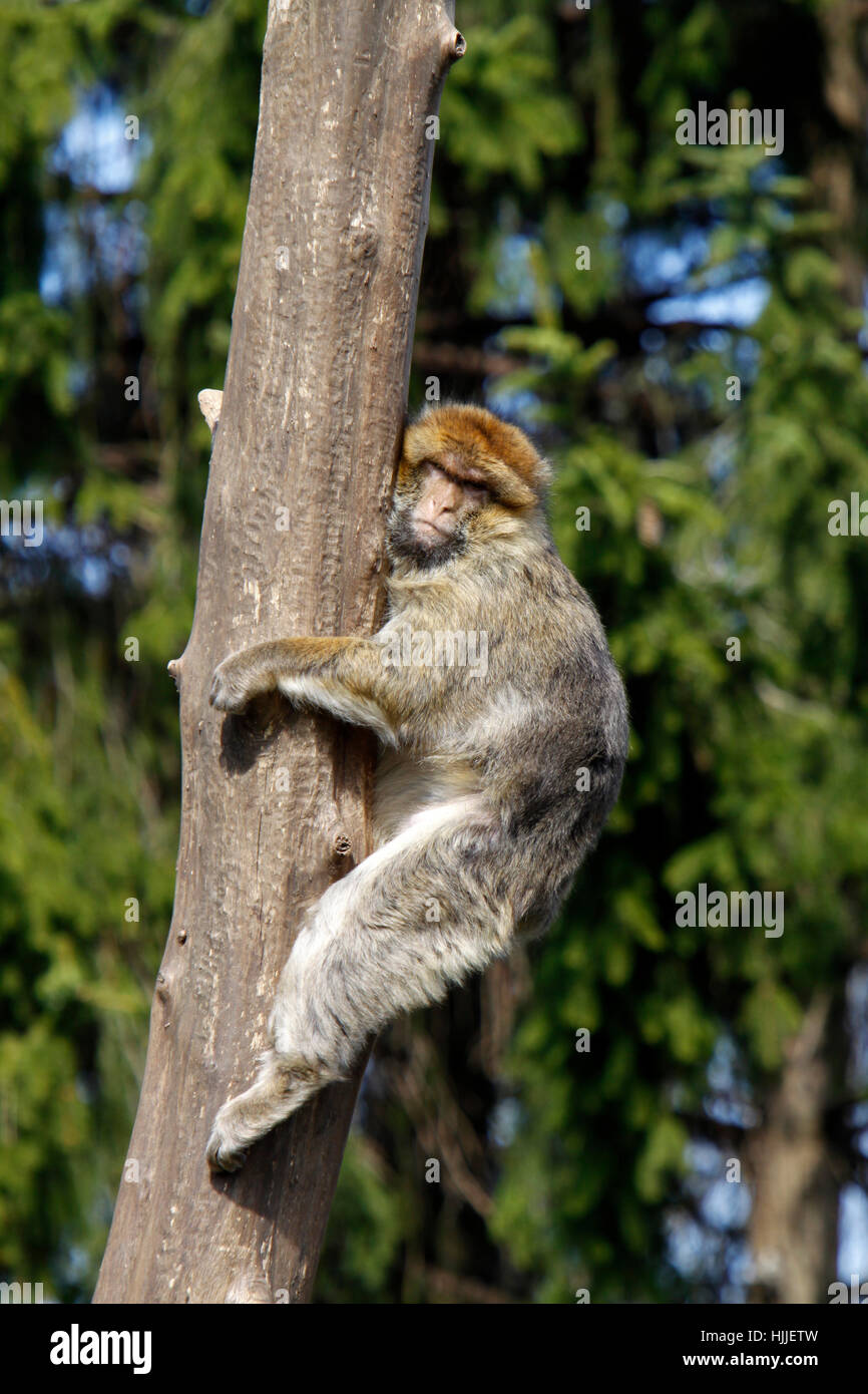 barbary climbing a tree Stock Photo - Alamy