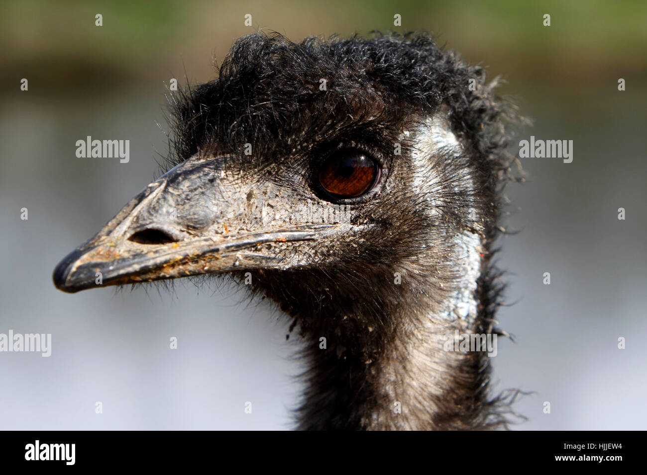 Grosser emu hi-res stock photography and images - Alamy