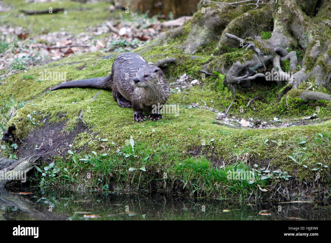 mammal, predator, otter, marten, animal, mammal, skin, predator, otter ...