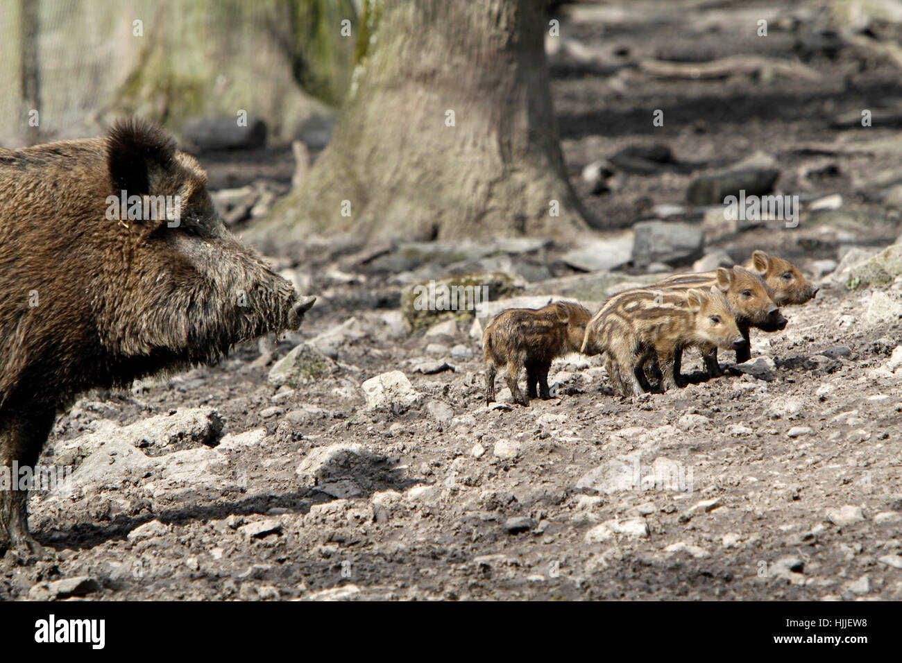 wild boar, pig, young animal, young of a wild boar, animal child, wild ...