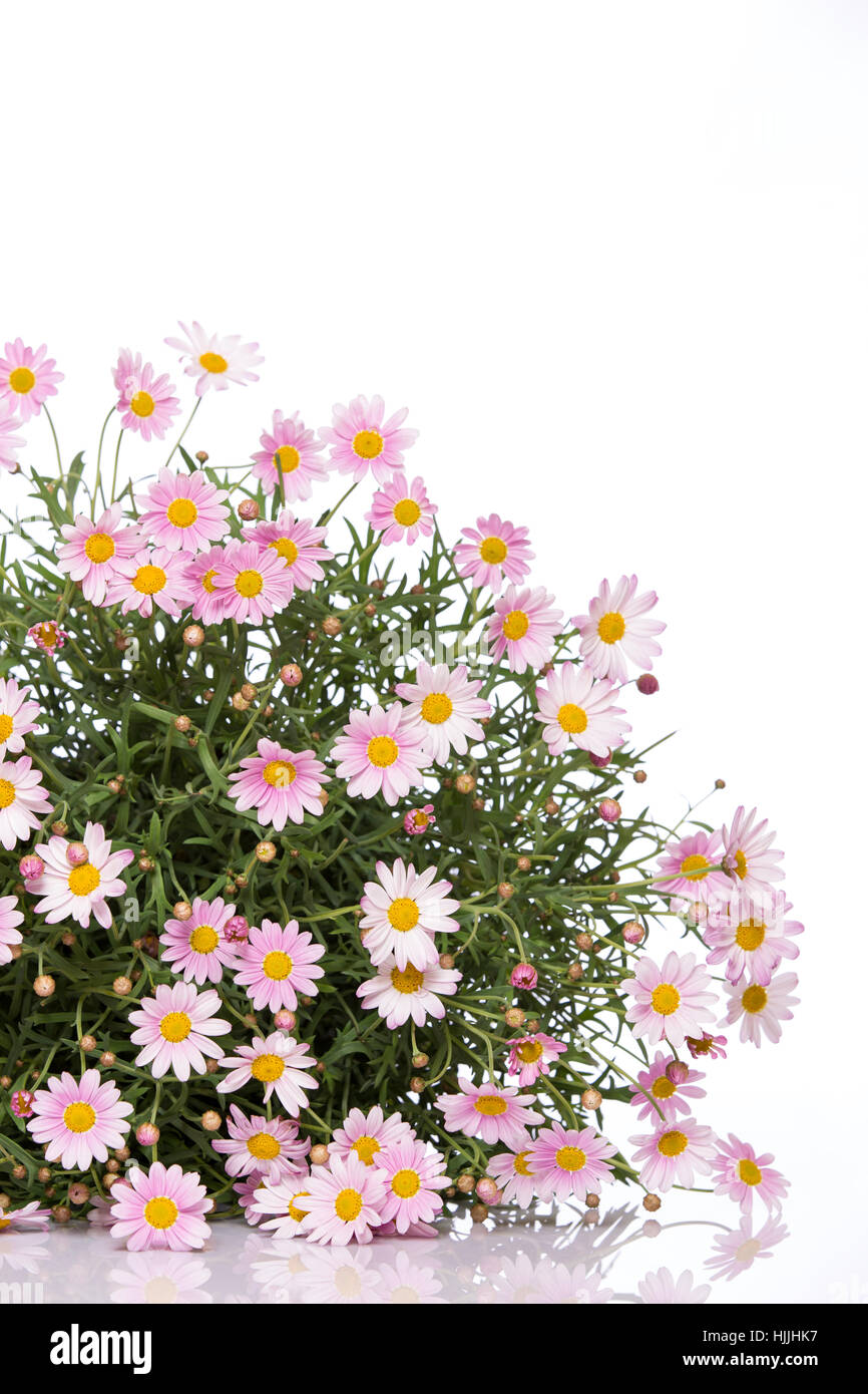 beautiful, beauteously, nice, isolated, closeup, flower, plant, rose ...