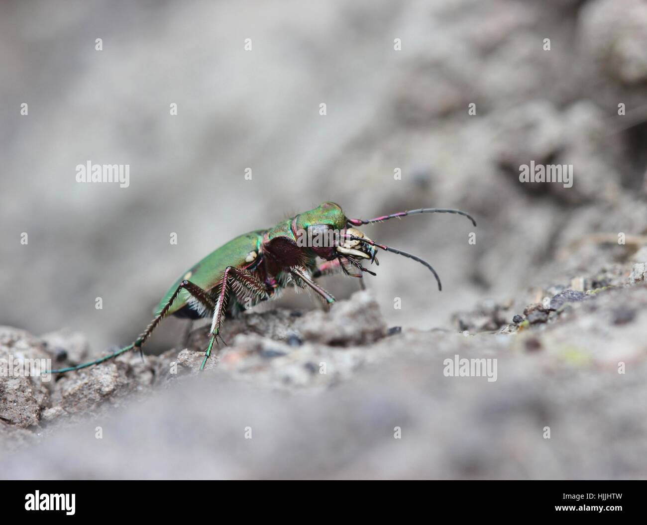 field sand stalker (cicindela campestris Stock Photo - Alamy