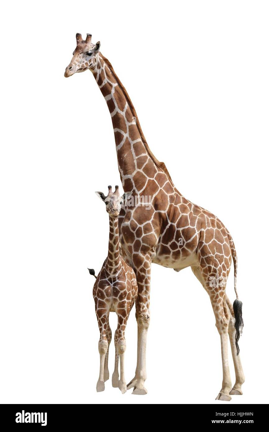 Zoo captive captivity Cut Out Stock Images & Pictures - Alamy