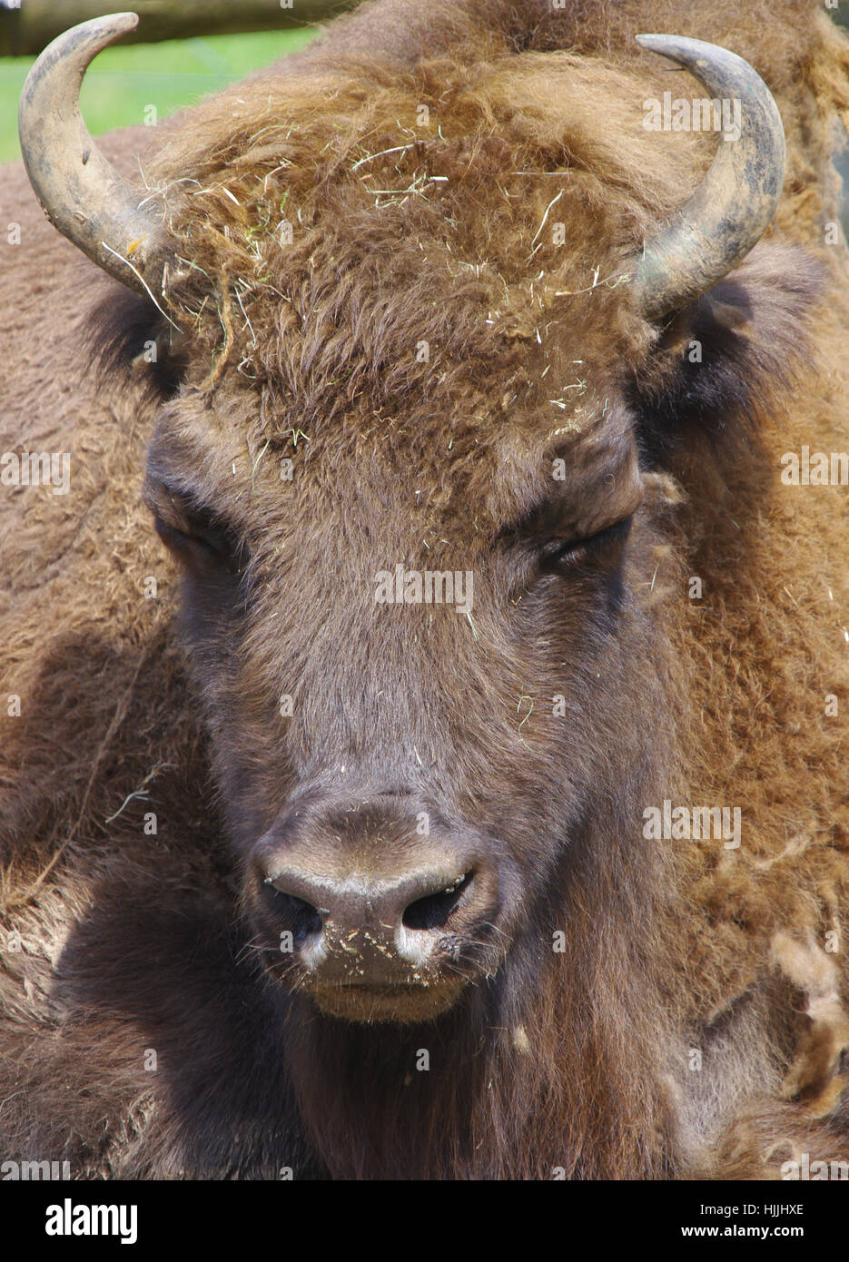bison - wisent Stock Photo - Alamy
