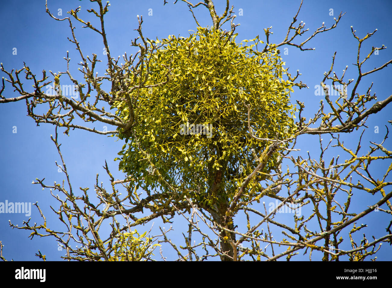 health, tree, branch, means, agent, medicine, drug, remedy, substance ...