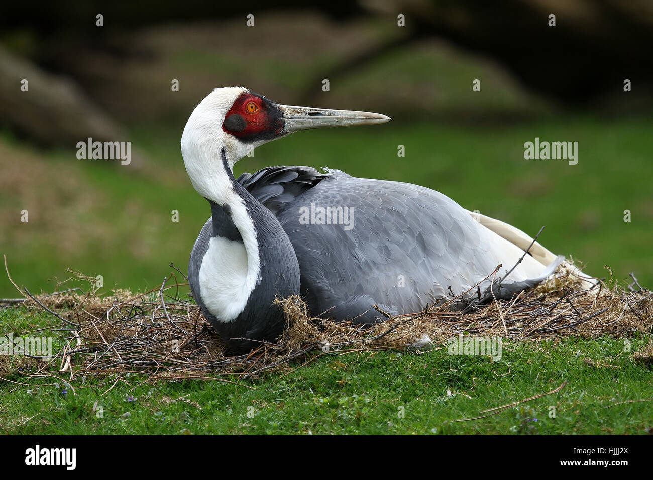canada, brood, crane, eggs, gravel, salute, greeting, canada, brood ...