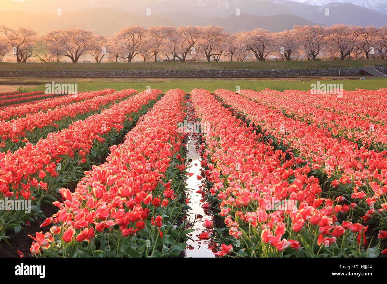 flower, plant, sunrise, tulips, spring, tulip, dawn, daybreak, shine ...